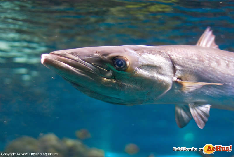 Imagen de Estados Unidos de América - New England Aquarium