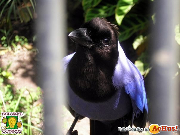 Imagenes de América del Sur > Bioparque Los Ocarros